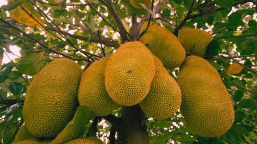 Chakkapazham: Exclusive Interview With God's Own Fruit - pinklungi.com